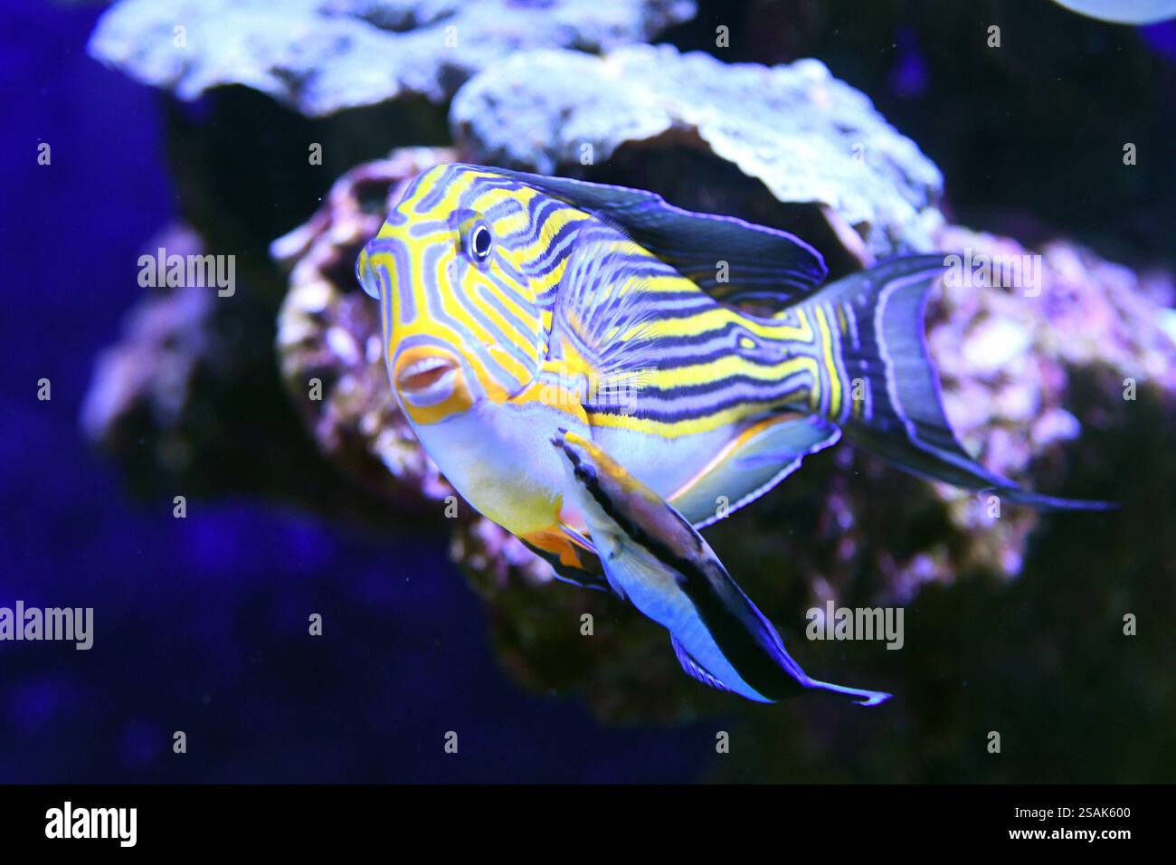 ACANTHURUS LINEATUS, PESCE CHIRURGO STRIATO, LABROIDE DIMIDIATUS, FISH ...