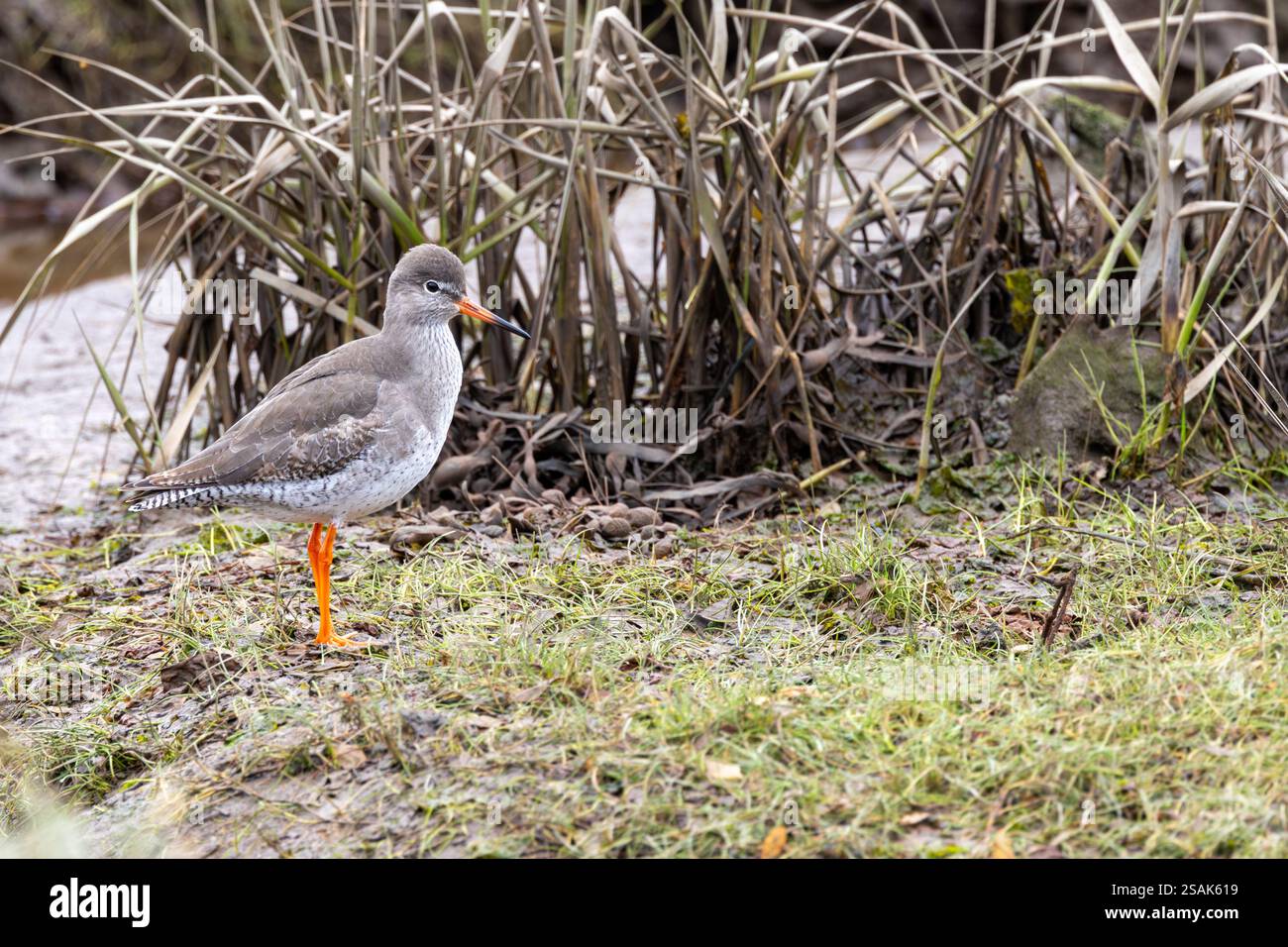The Common Redshank, a wader bird, feeds on invertebrates. Photographed ...