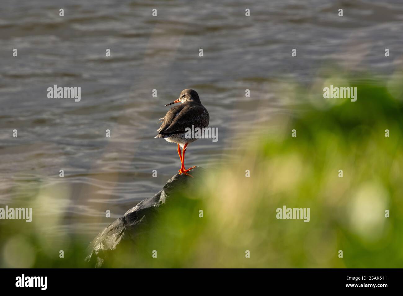 The Common Redshank, a wader bird, feeds on invertebrates. Photographed ...