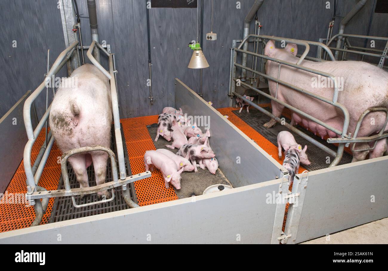 Lactating piglets, drinking milk from the utter of the sow. Pig ...
