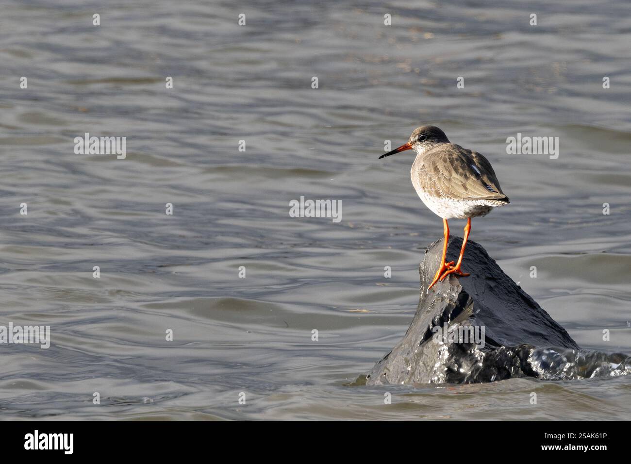 The Common Redshank, a wader bird, feeds on invertebrates. Photographed ...