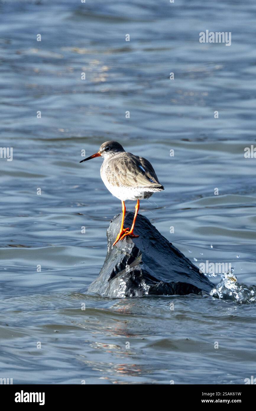 The Common Redshank, a wader bird, feeds on invertebrates. Photographed ...