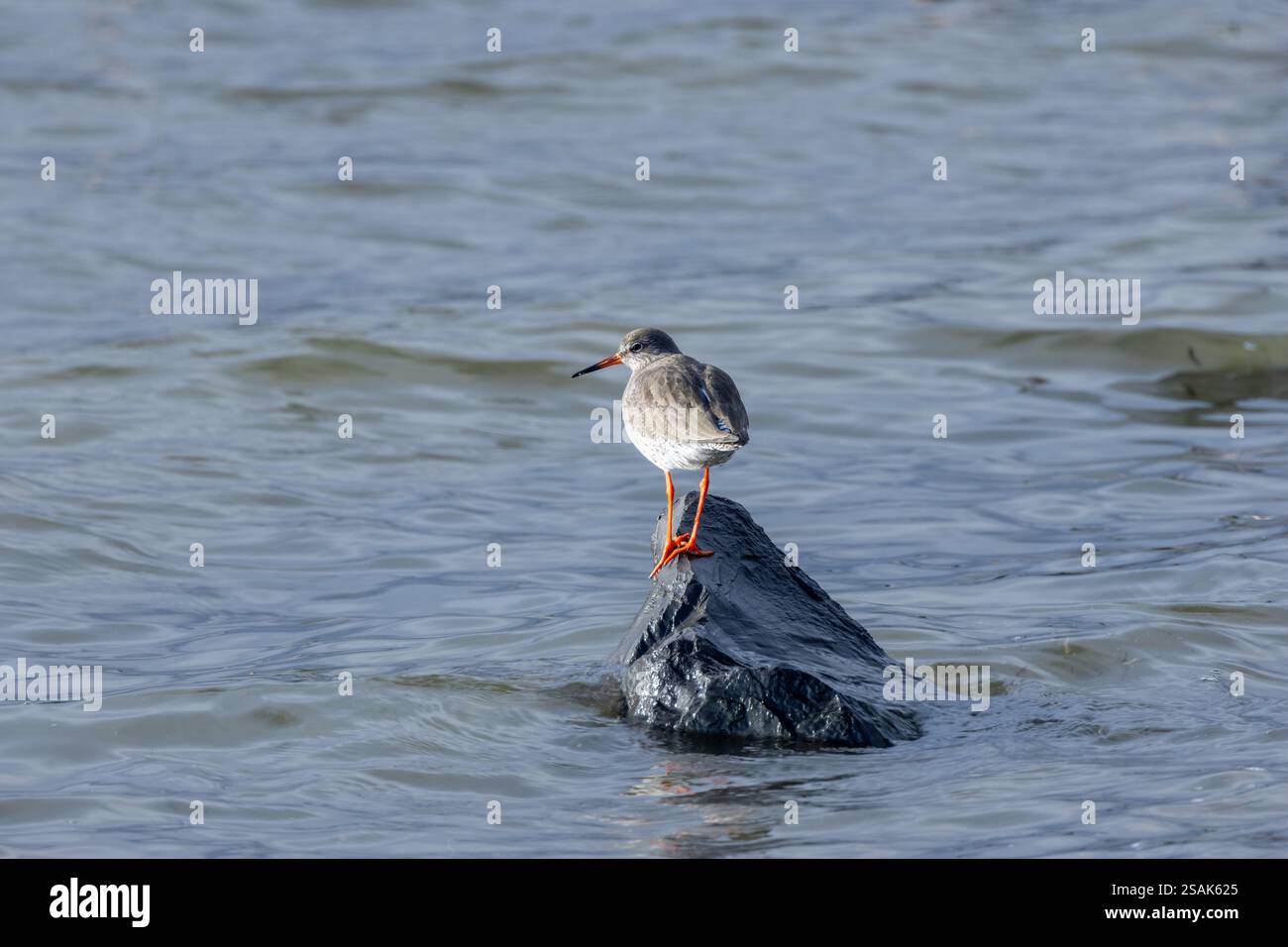 The Common Redshank, a wader bird, feeds on invertebrates. Photographed ...
