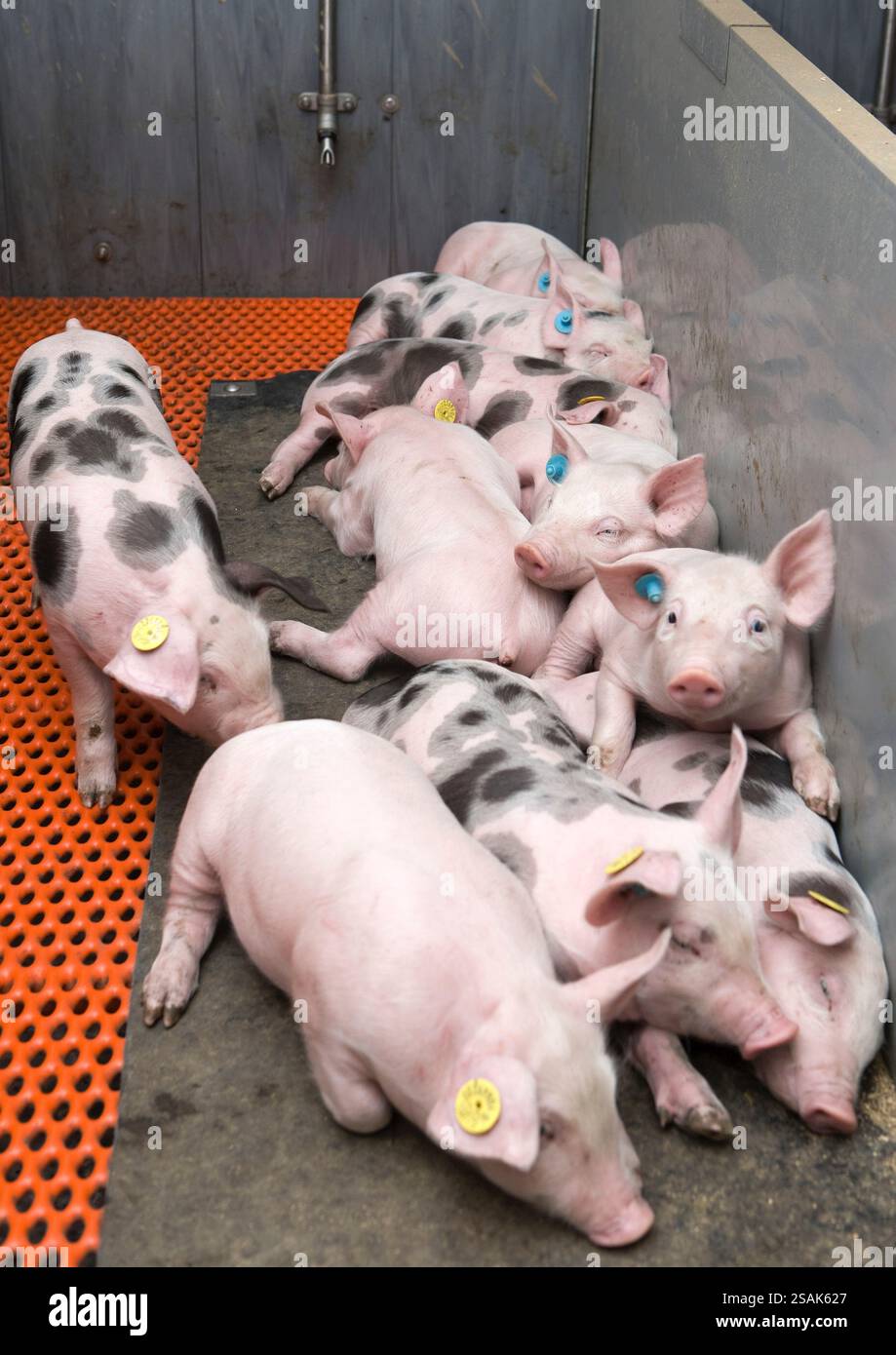 Pig breeding. Pigs and piglets in stable. Piglets sleeping. intensive ...