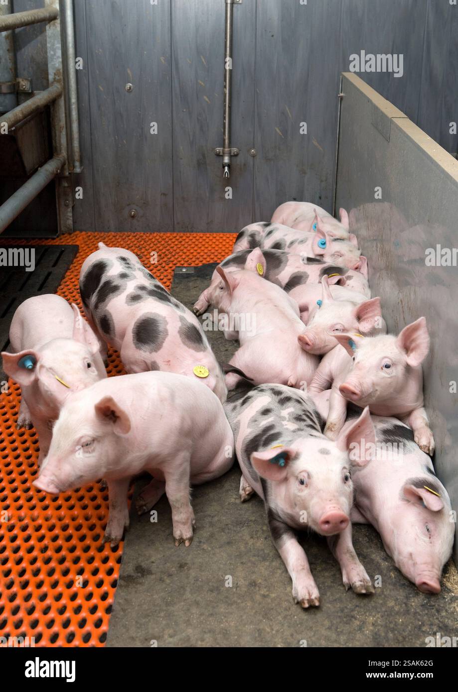 Pig breeding. Pigs and piglets in stable. Piglets sleeping. intensive ...