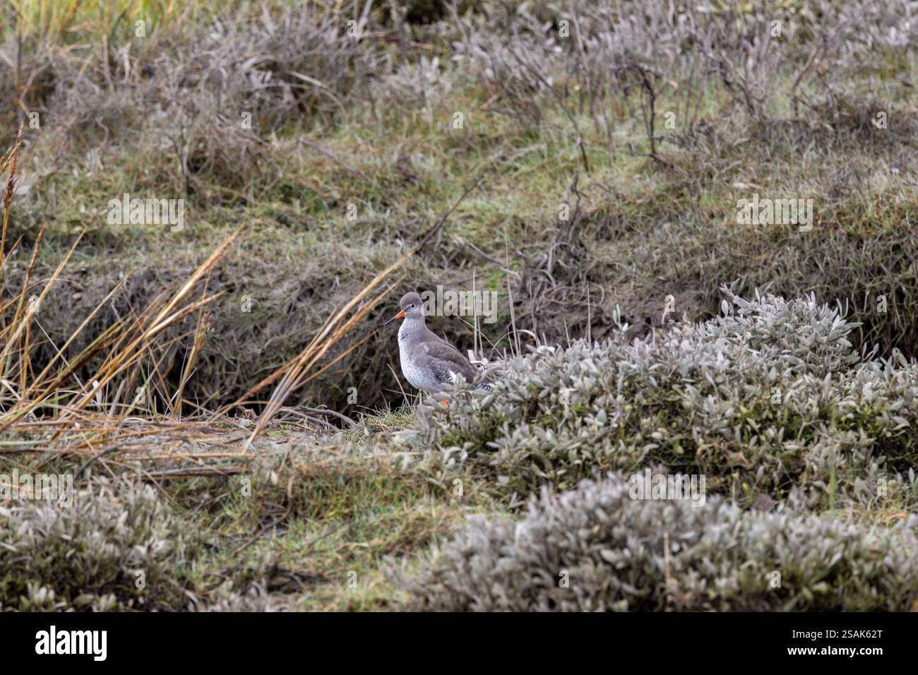 The Common Redshank, a wader bird, feeds on invertebrates. Photographed ...