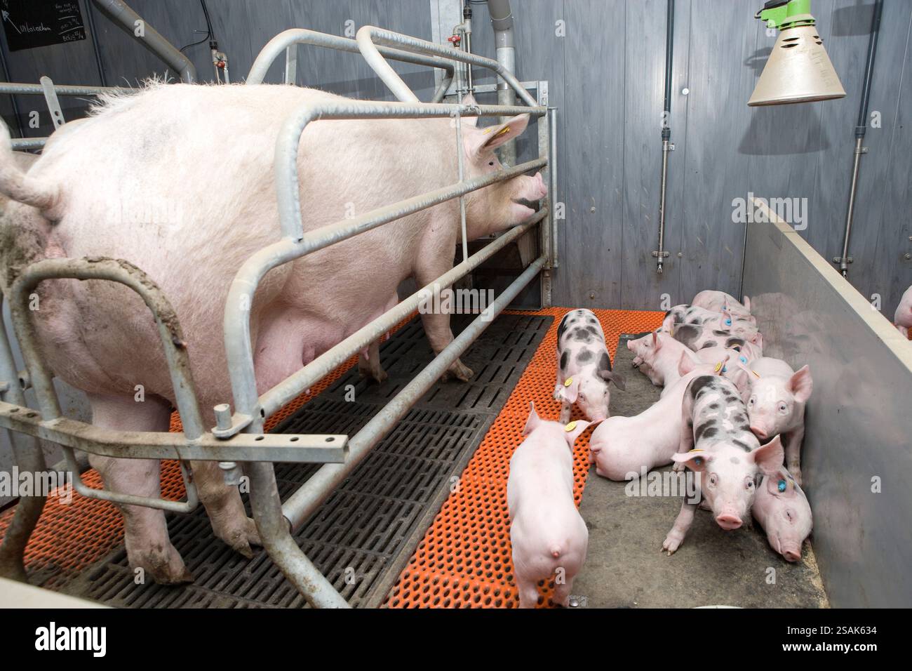 Lactating piglets, drinking milk from the utter of the sow. Pig breeding. Pigs and piglets in ...