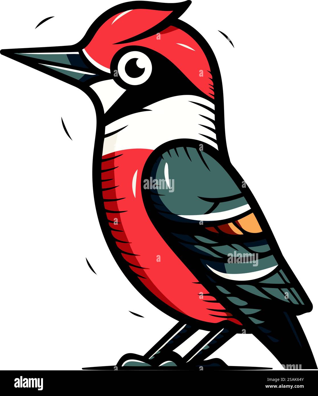 Vector image of a red backed woodpecker on a white background Stock ...