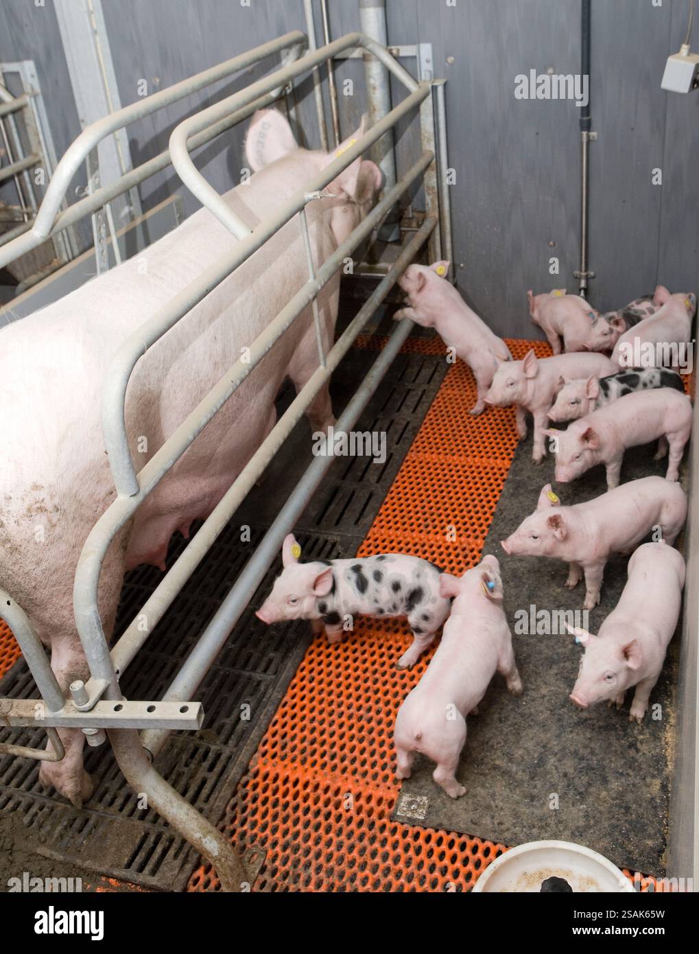 Pig breeding. Pigs and piglets in stable. intensive livestock farming ...