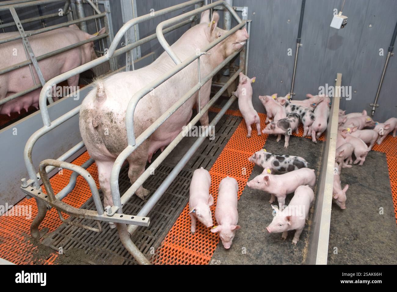 Lactating piglets, drinking milk from the utter of the sow. Pig breeding. Pigs and piglets in ...