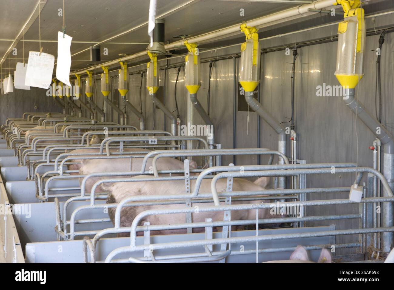 Pregnant sows. Pig breeding. Pigs and piglets in stable. intensive ...