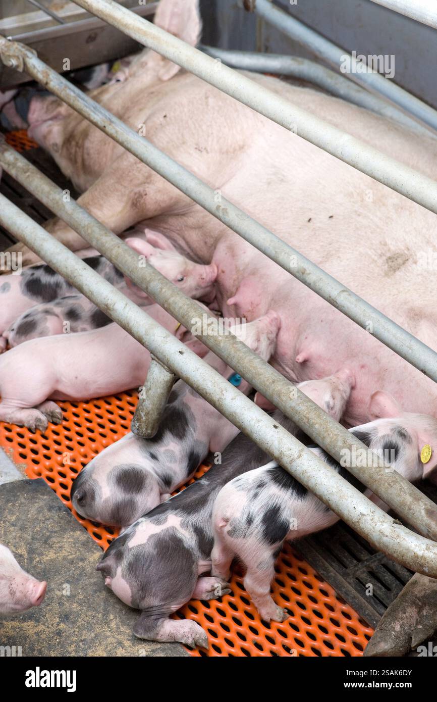 Lactating piglets, drinking milk from the utter of the sow. Pig ...