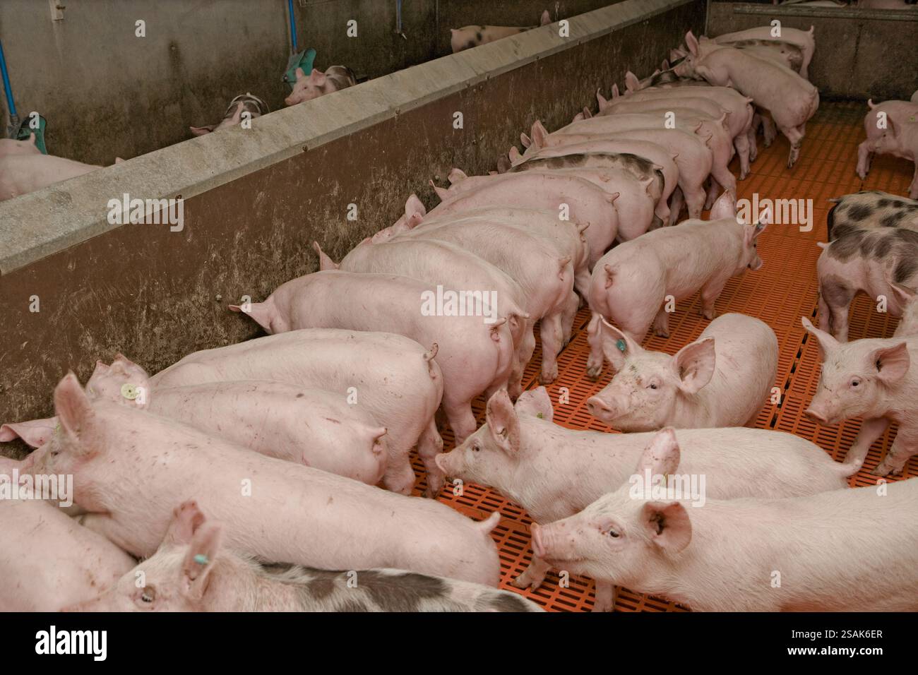 Pig breeding. Feeding time. Pigs and piglets in stable. intensive ...
