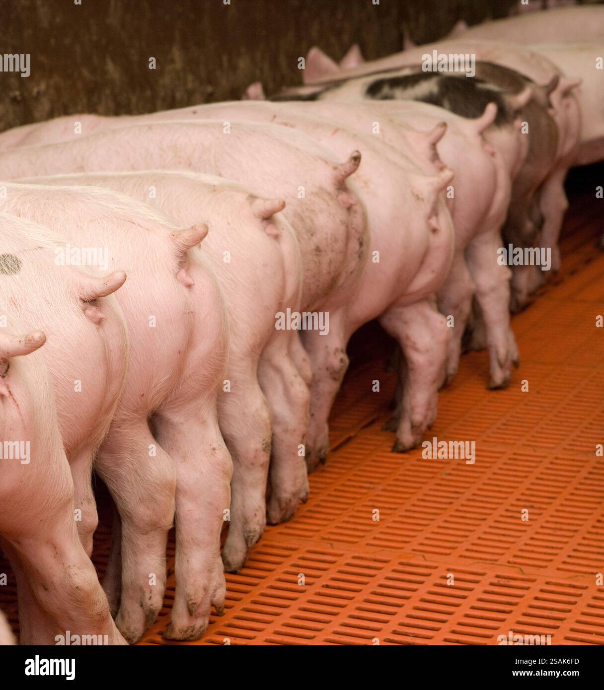 Pig breeding. Feeding time. Pigs and piglets in stable. intensive ...