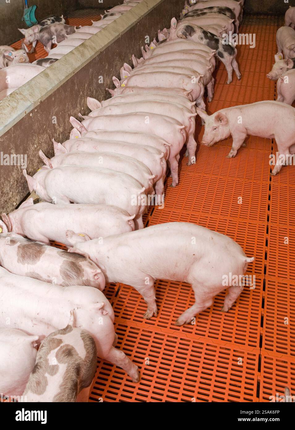 Pig breeding. Feeding time. Pigs and piglets in stable. intensive ...