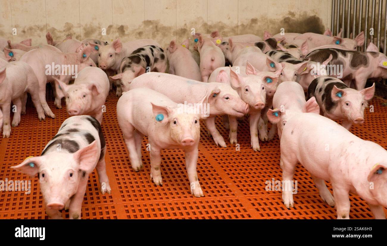Pig breeding. Pigs and piglets in stable. intensive livestock farming ...