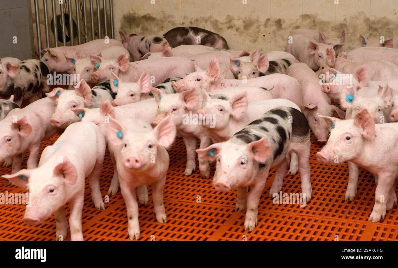 Pig breeding. Pigs and piglets in stable. intensive livestock farming ...