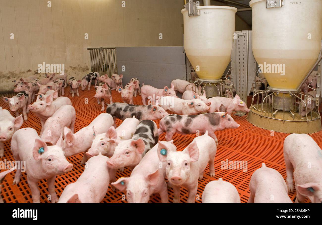 Pig breeding. Pigs and piglets in stable. intensive livestock farming ...