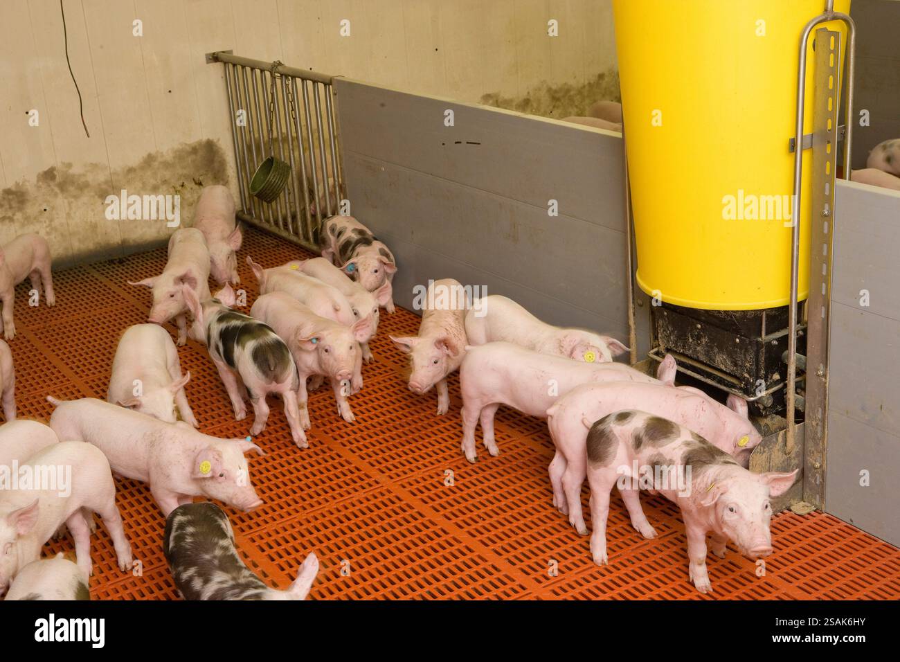 Pig breeding. Pigs and piglets in stable. intensive livestock farming ...