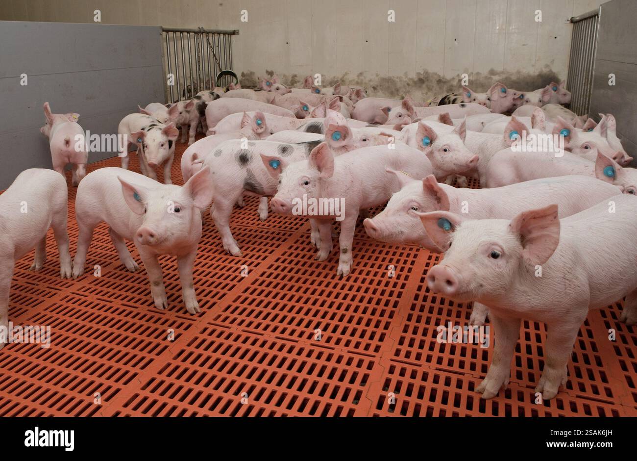 Pig breeding. Pigs and piglets in stable. intensive livestock farming ...