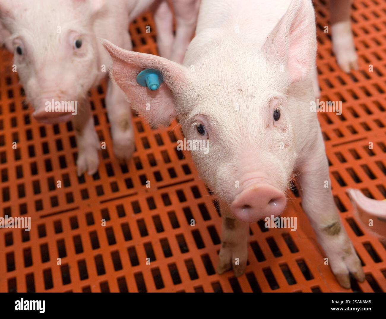 Pig breeding. Pigs and piglets in stable. intensive livestock farming ...