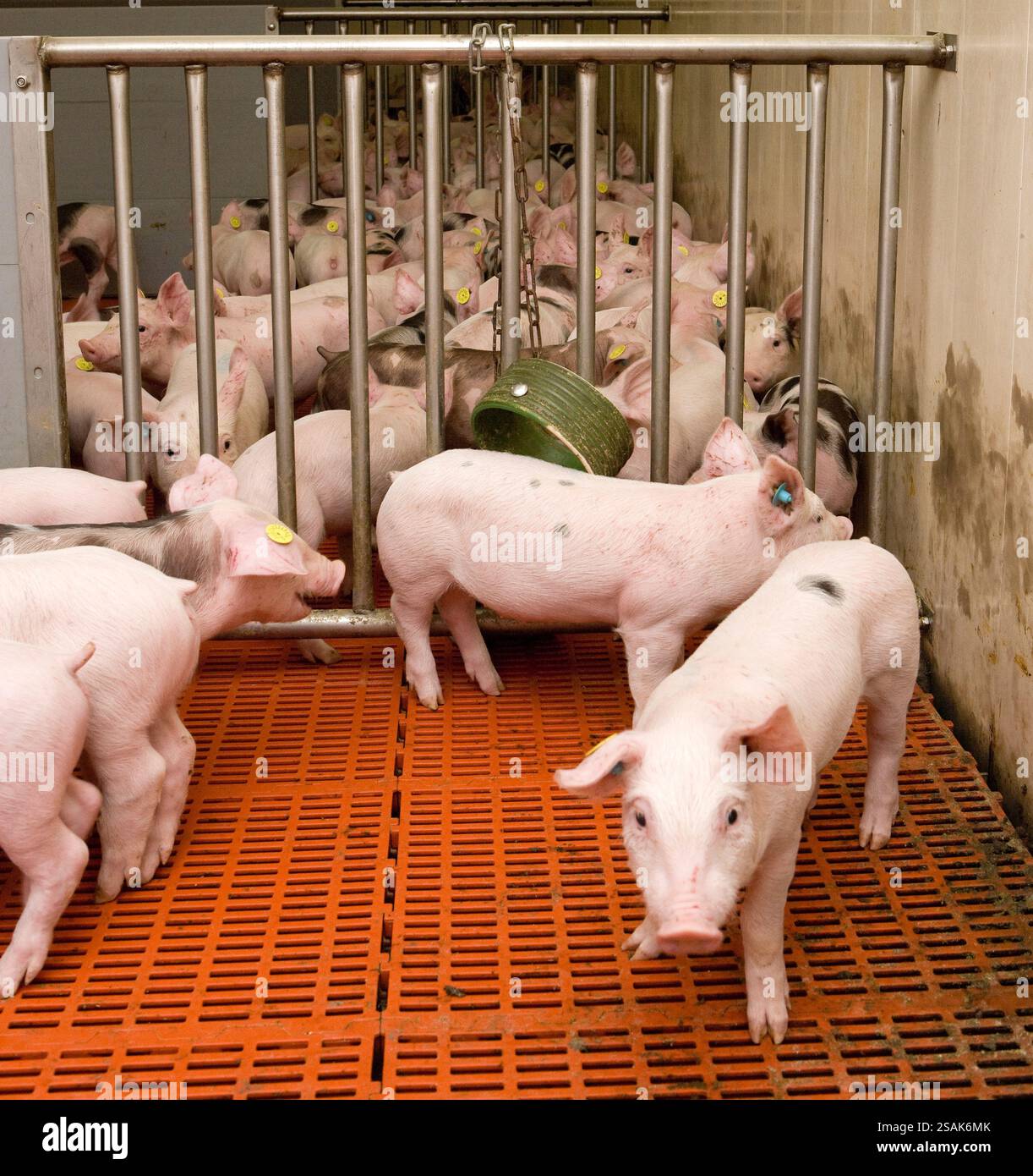 Pig breeding. Pigs and piglets in stable. intensive livestock farming ...