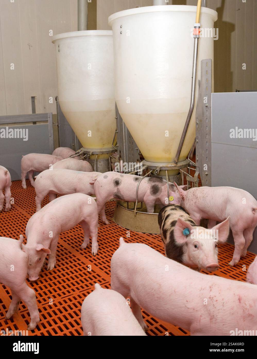 Pig breeding. Pigs and piglets in stable. intensive livestock farming ...