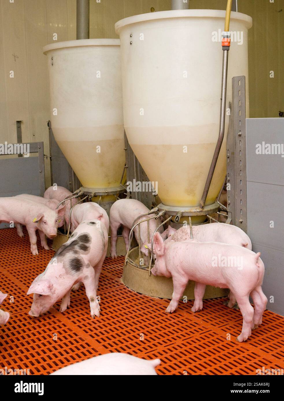 Pig breeding. Pigs and piglets in stable. intensive livestock farming ...