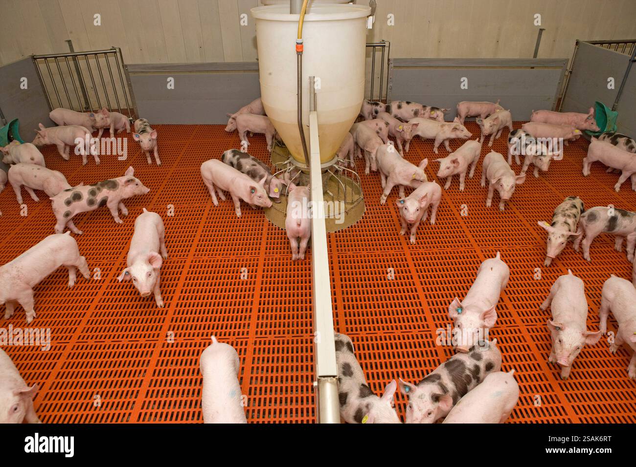 Pig breeding. Pigs and piglets in stable. intensive livestock farming ...