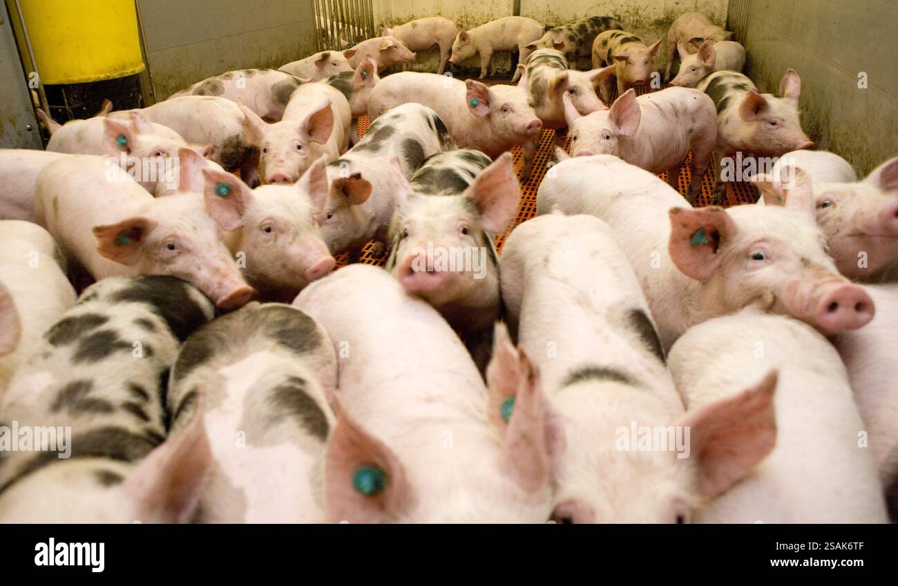 Pig breeding. Pigs and piglets in stable. intensive livestock farming ...