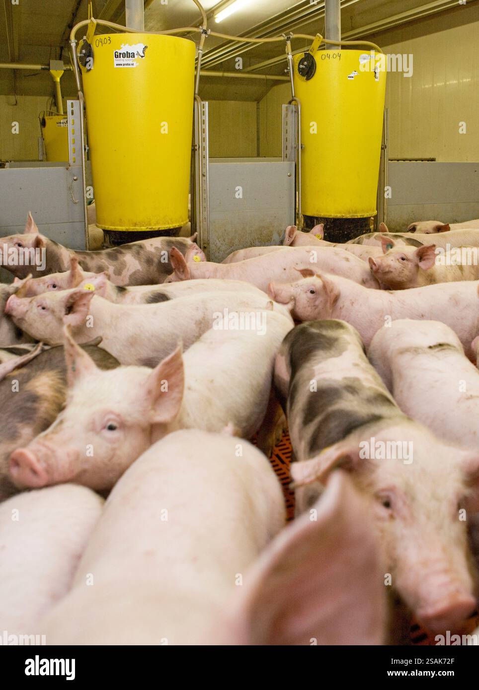 Pig breeding. Pigs and piglets in stable. intensive livestock farming ...