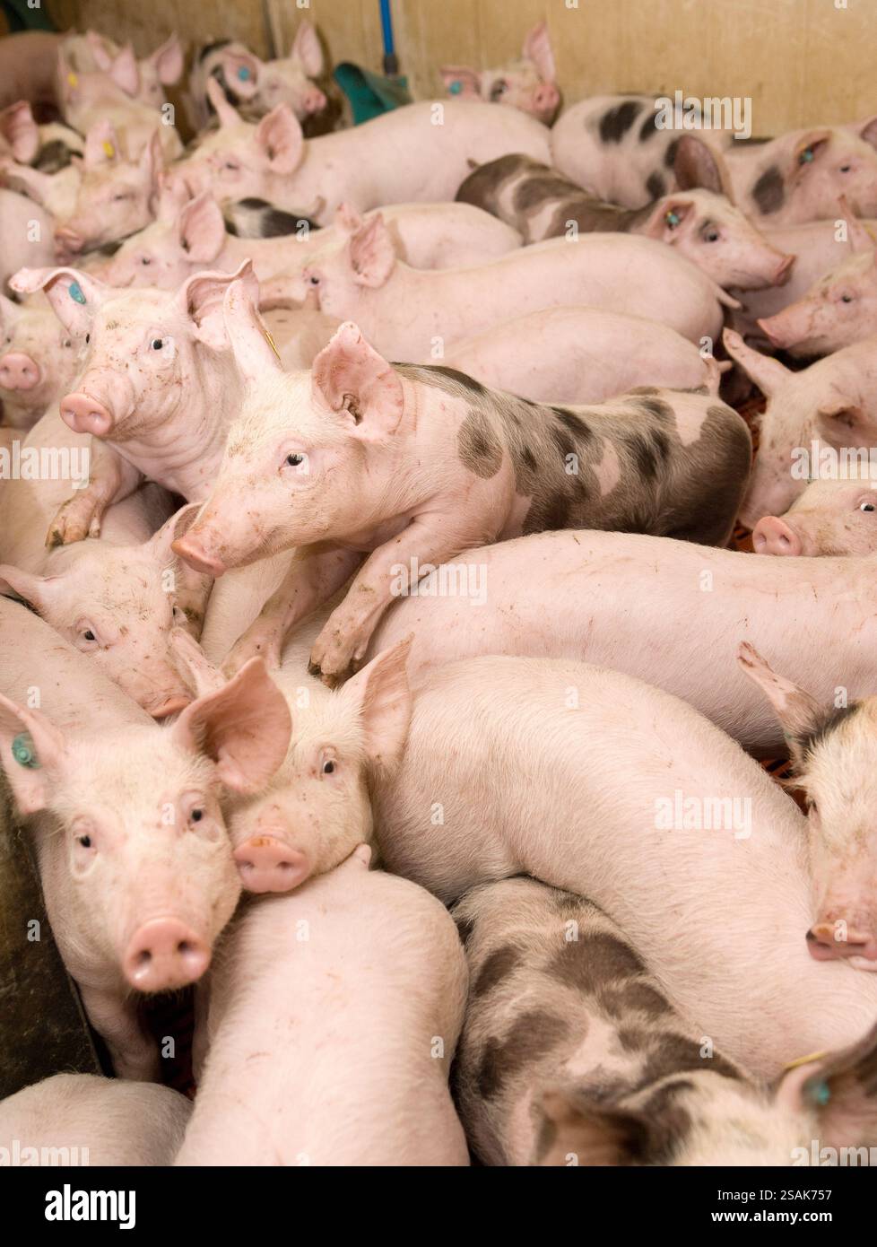 Pig breeding. Pigs and piglets in stable. intensive livestock farming ...