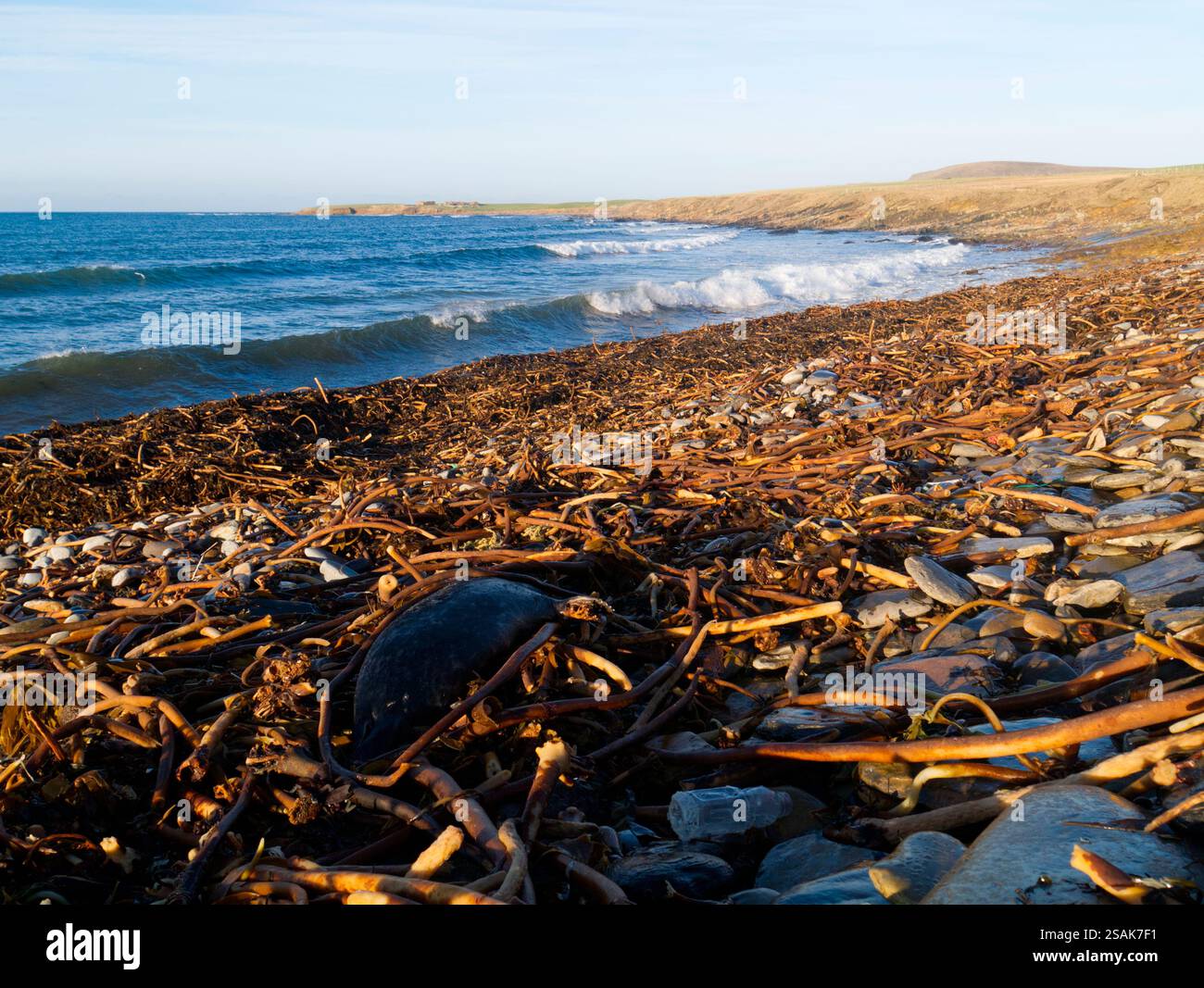 Kelp seaweed washed up after storm Eowyn, Orkney Islands Stock Photo ...