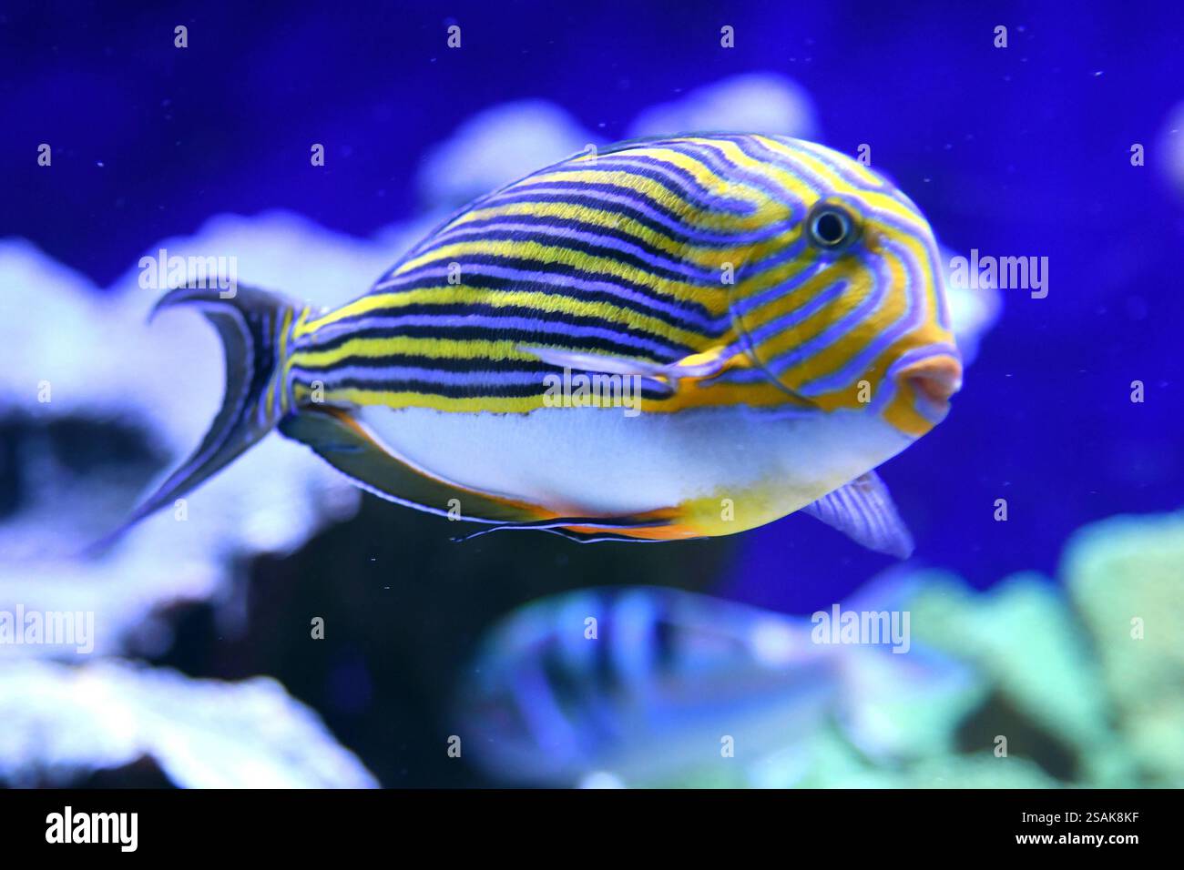 ACANTHURUS LINEATUS, PESCE CHIRURGO STRIATO, FISH, Close up, Museo ...