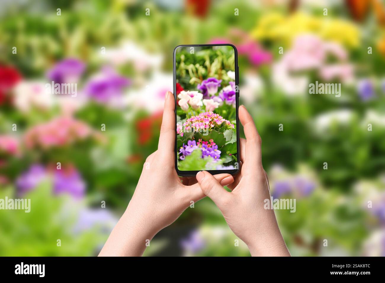 Plant identifier application. Woman taking photo of flowers outdoors ...