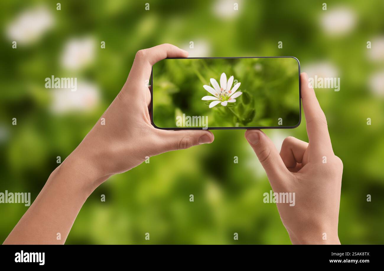 Plant identifier application. Woman taking photo of flower outdoors ...
