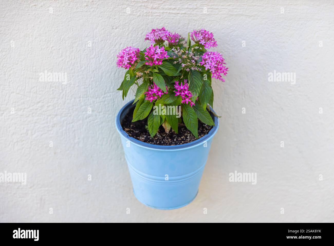 Flowering plant grow in a small decorative blue bucket mounted on white ...