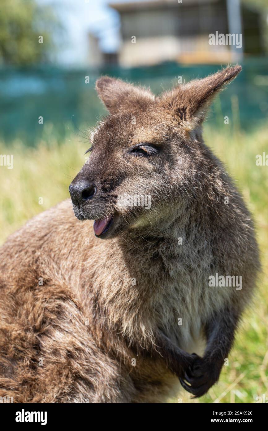 Cute fluffy wallaby in the park. Marsupial mammals. Australia Stock ...