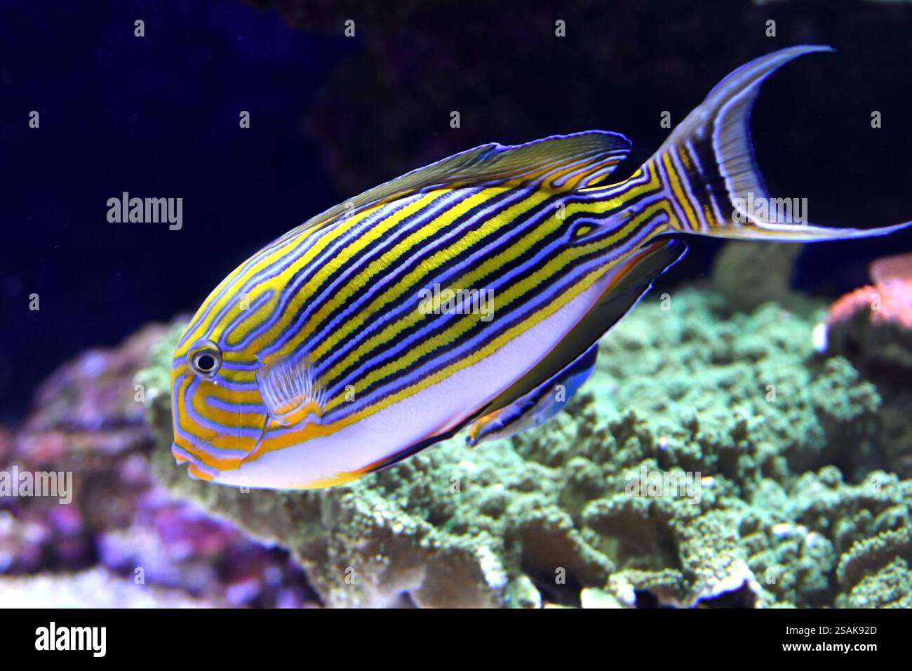 ACANTHURUS LINEATUS, PESCE CHIRURGO STRIATO, FISH, Close up, Museo ...