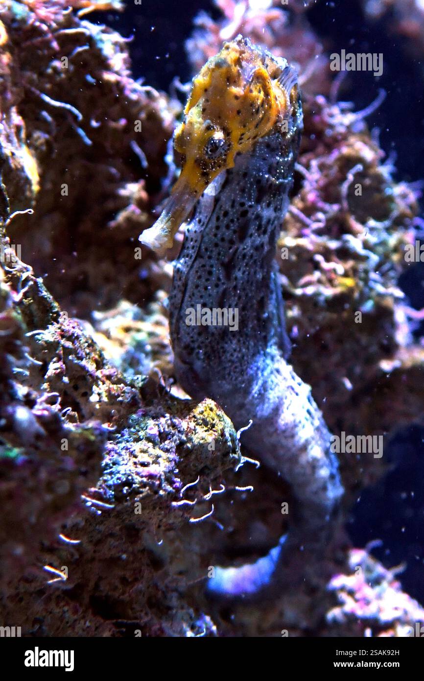 CAVALLUCCIO MARINO, SEAHORSE, HIPPOCAMPUS, PESCE, FISH, Close up, Museo ...