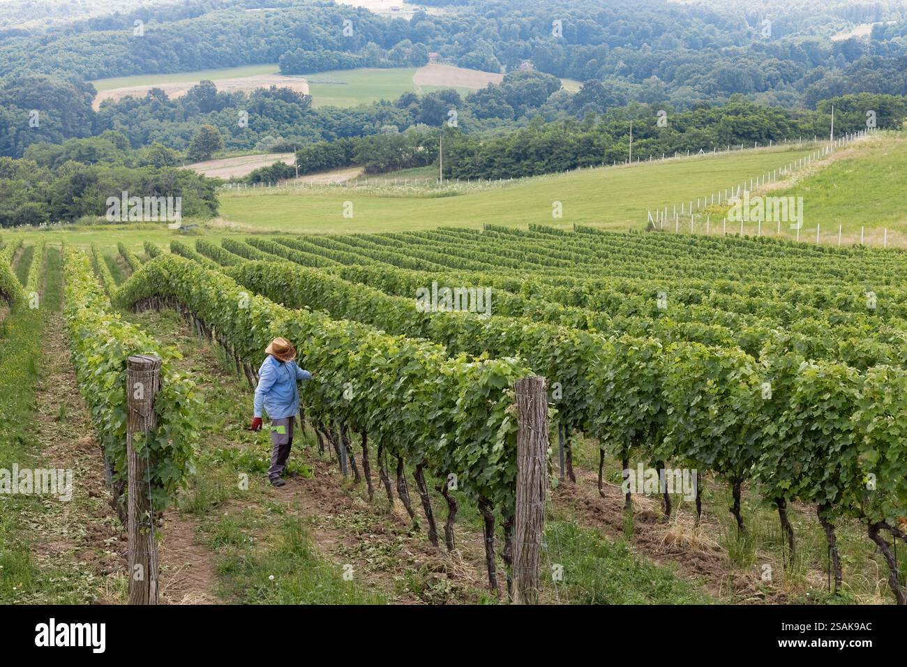 Farmer working on the winery farm in Serbian vineyard Stock Photo - Alamy