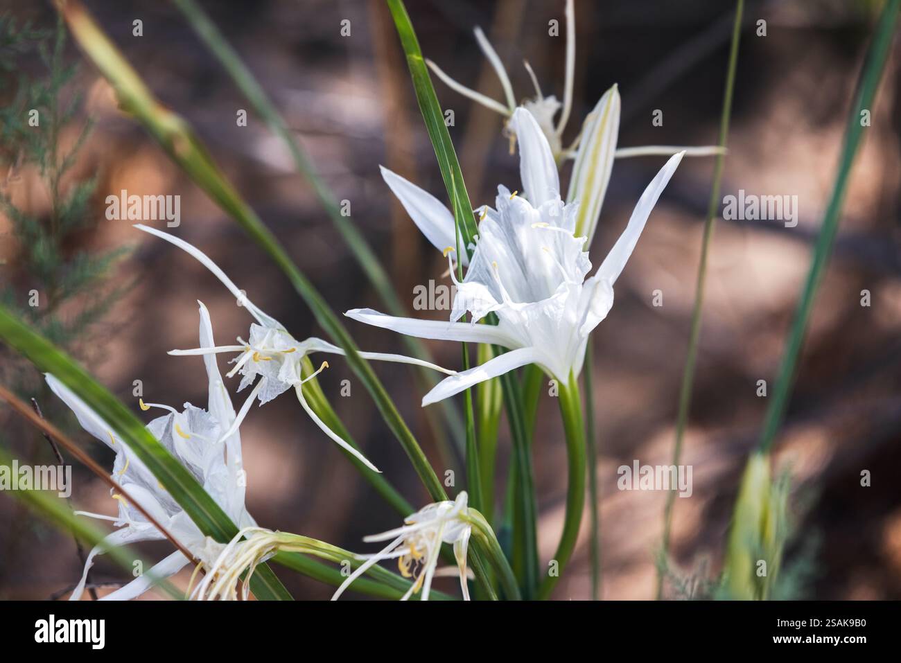 Wild white flowers of Pancratium maritimum. Sea daffodil, it is a ...