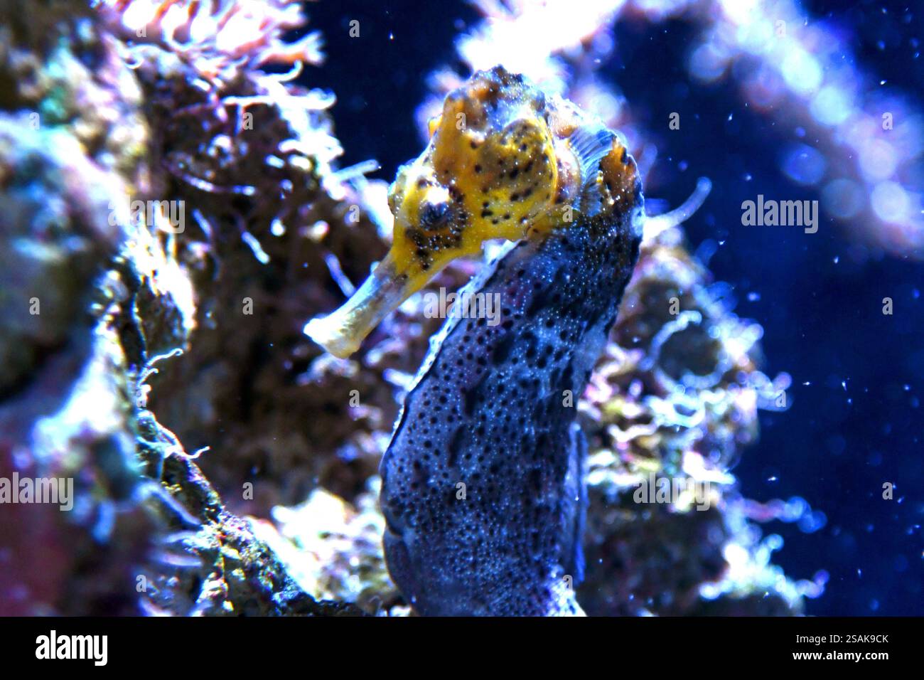 CAVALLUCCIO MARINO, SEAHORSE, HIPPOCAMPUS, PESCE, FISH, Close up, Museo ...