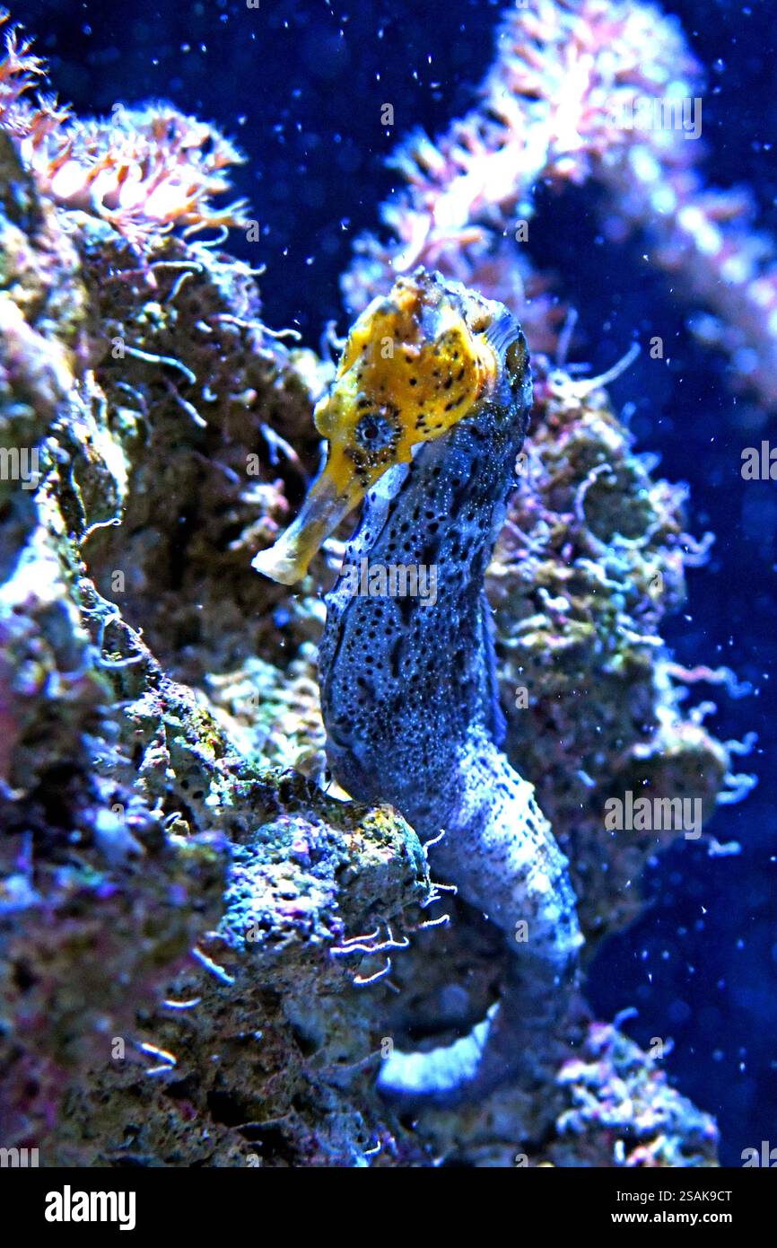 CAVALLUCCIO MARINO, SEAHORSE, HIPPOCAMPUS, PESCE, FISH, Close up, Museo ...