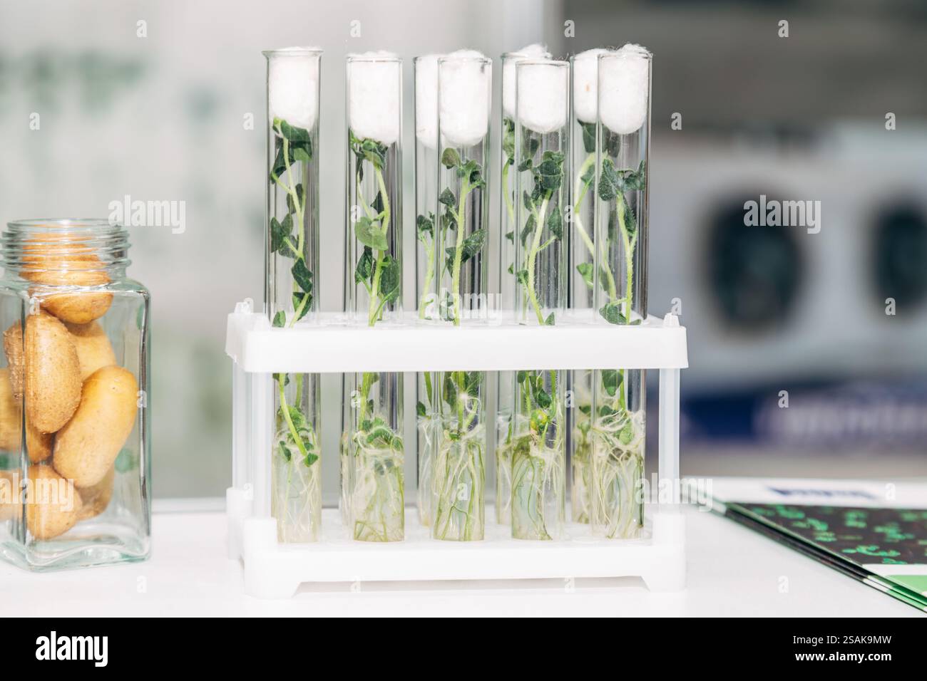 in vitro collection of transgenic potato plant and original varieties ...