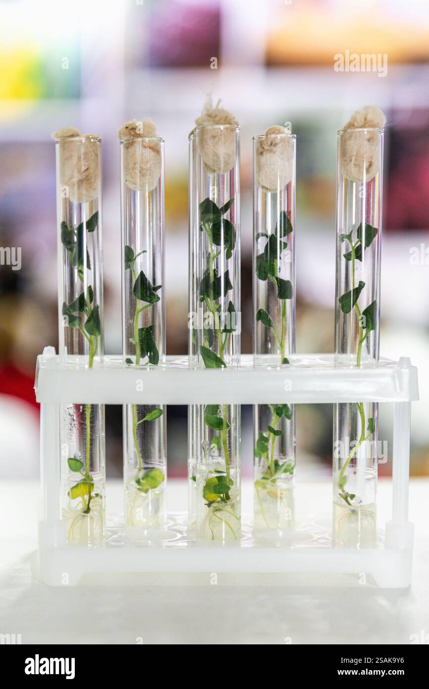 in vitro collection of transgenic potato plant and original varieties ...