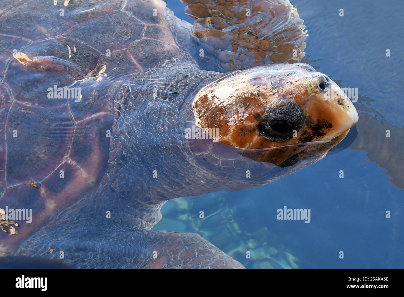 TARTARUGA MARINA CARETTA CARETTA, SEA TURTLE, Close up, Museo ...