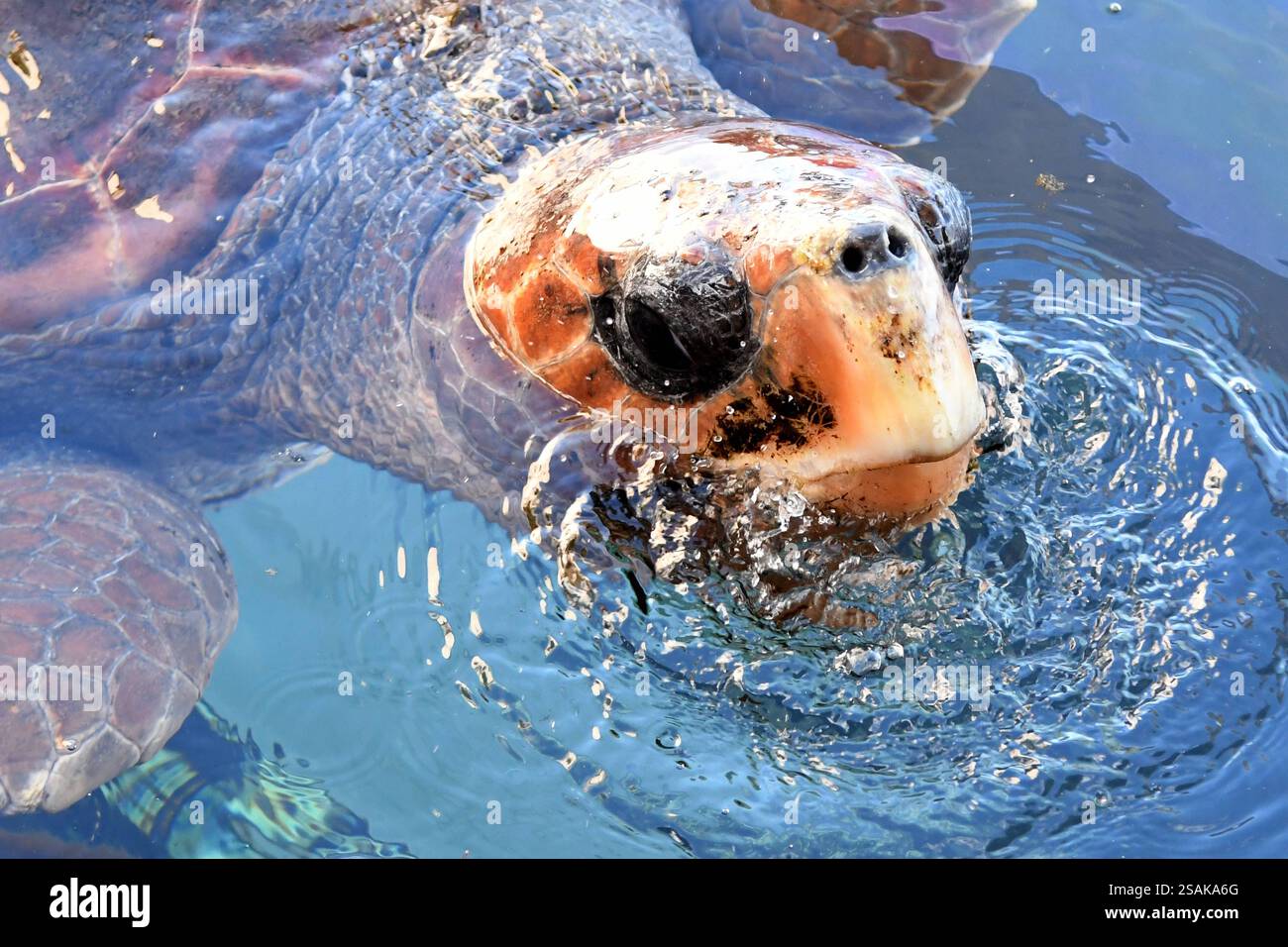 TARTARUGA MARINA CARETTA CARETTA, SEA TURTLE, Close up, Museo ...