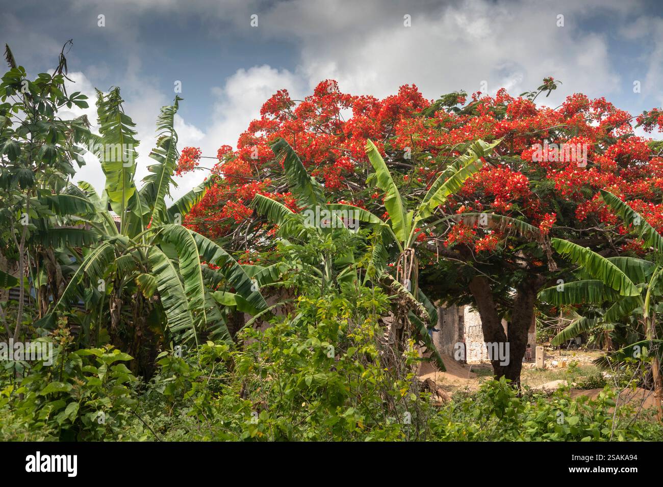 Large african family in village hi-res stock photography and images - Alamy