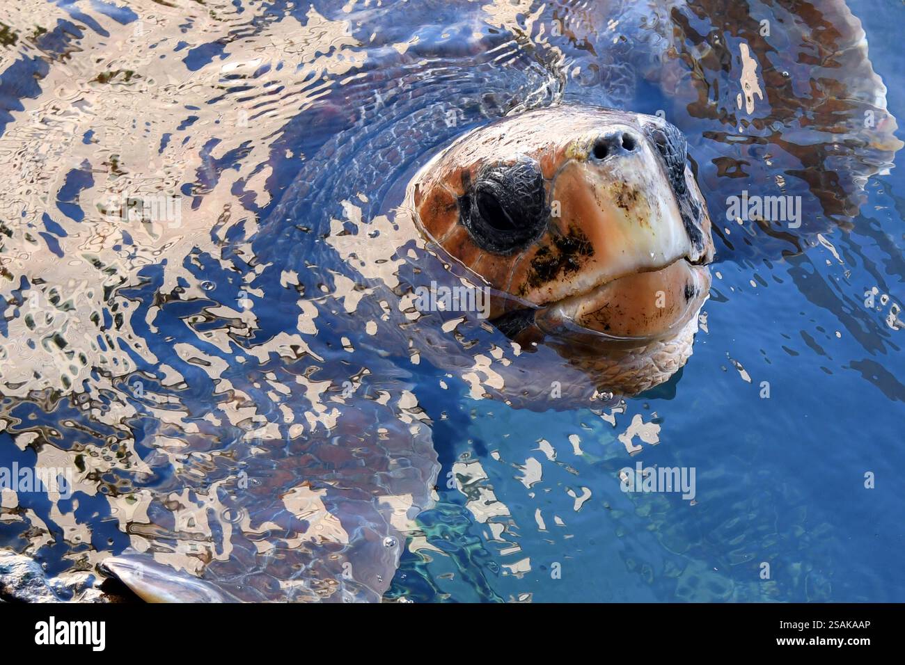 TARTARUGA MARINA CARETTA CARETTA, SEA TURTLE, Close up, Museo ...